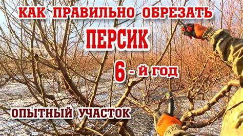 Правильная ОБРЕЗКА ПЕРСИКА / 6-год после посадки/опытный участок - YouTube