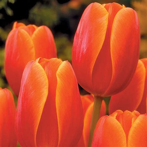 Buy premium quality Tulip Ad Rem 10/12cm from Dutch Bulbs