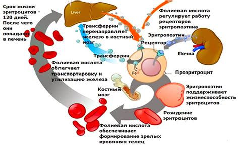 Фолиевая кислота (Витамин В9): зачем нужна, где содержится?