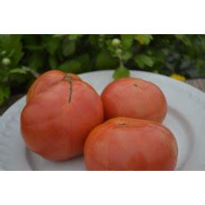 Купить семена томата Гном Юкон квест (Dwarf Yukon Qwest)-частный ...