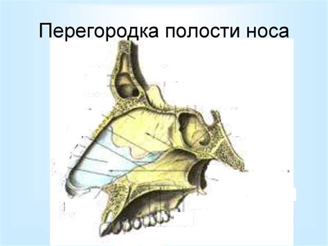 Анатомия и физиология носа - презентация онлайн