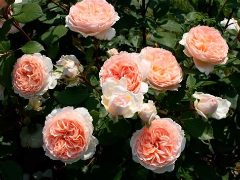 Компактна роза флорибунда | Märchenzauber | Nezabravka Roses