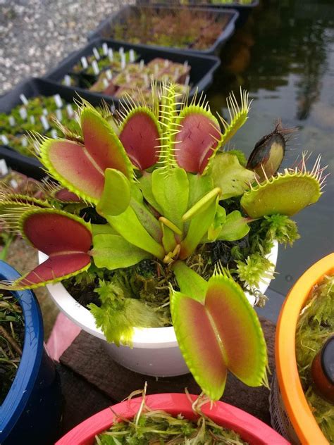 Cultivars of Dionéia - Dionaea - Carnivorous Plants UK