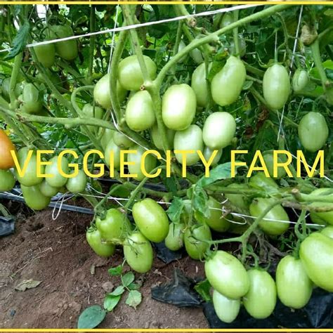 Introduction Of Rijk Zwaan Vegetable Seeds - Agriculture (3) - Nigeria