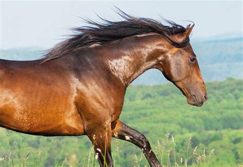 KONIVET | Solutions for Vets!