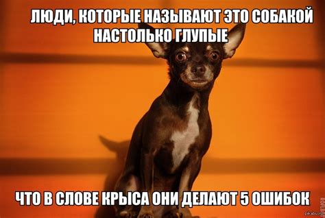 Это не собака! | Пикабу