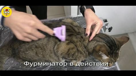 Фурминатор в действии - YouTube