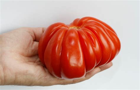 Seminte de Tomate RUGANTINO F1, Rijk Zwaan - 100 semint