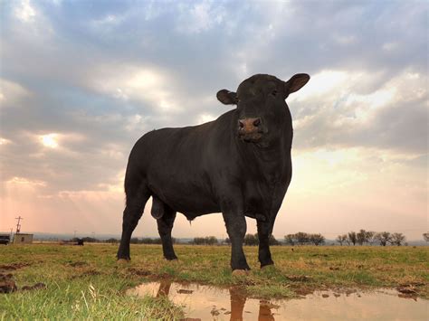 Black Angus