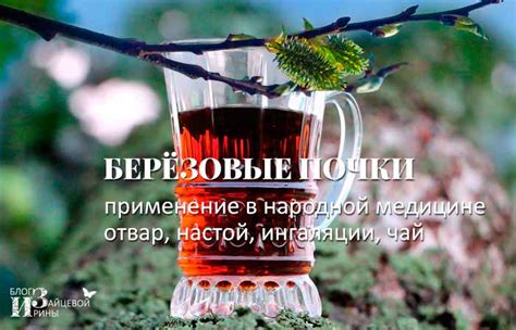 Березовые почки применение