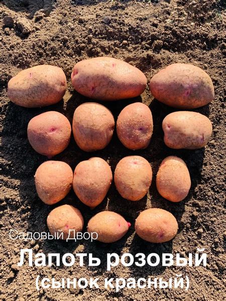 Картофель Картофель - купить по выгодным ценам в интернет-магазине OZON ...