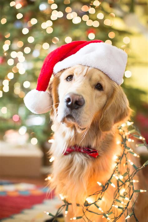 Golden Retriever Christmas | Dog Christmas Pictures
