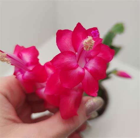 шлюмбергера thor kiri - Land Flowers