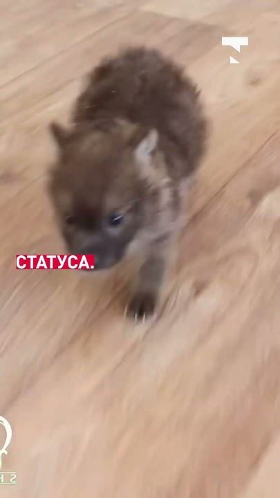 В городском зоопарке Шымкента родилась красная волчица - YouTube