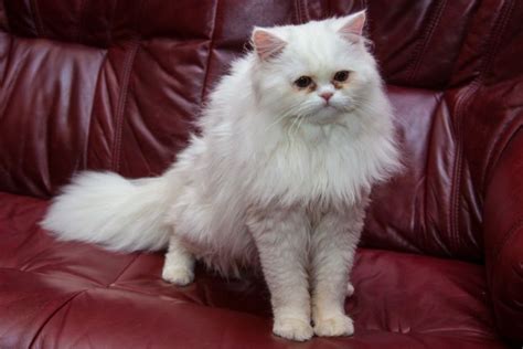 Как избавиться от шерсти домашних животных: лайфхаки, которые изменят ...