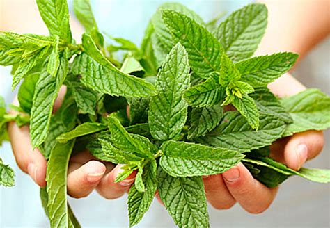 Перечная мята - AgroFlora.ru