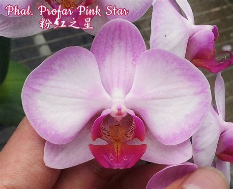 Phal. Profar Pink Star (Орхідея, Підлітки фаленопсисів (роздрібні ціни ...