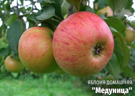 Новости питомника: Яблоня домашняя пополнила наш каталог