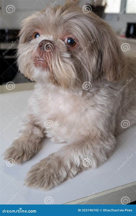 Captivating Shih Tzu Locking Eyes with the Camera. Mesmerizing Shih Tzu Making Eye Contact Stock ...