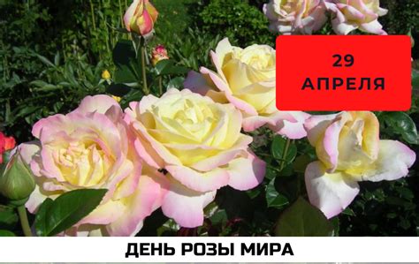 День розы мира 19 апреля: история праздника, как отмечать