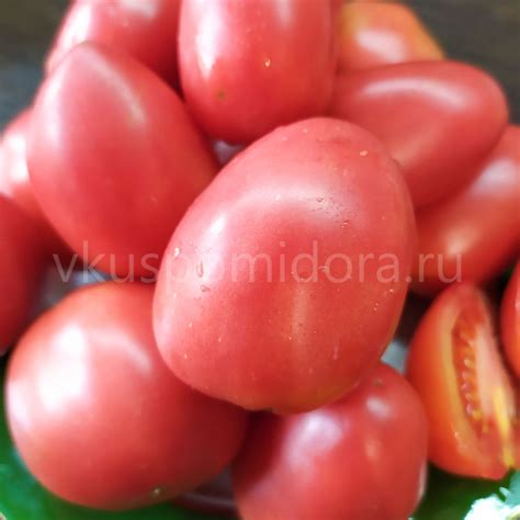 Купить семена томата сорт Гном Балет Мелани