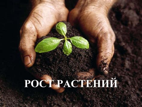 Рост растений - презентация онлайн