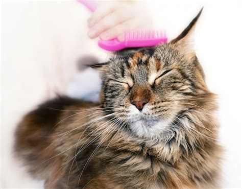 Premium Photo | Cat
