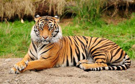 A story of tigers | 横浜こぼれ話