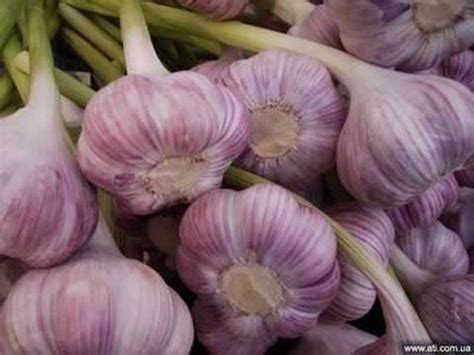 УРОЖАЙ ЧЕСНОКА. СУШКА И ХРАНЕНИЕ ЧЕСНОКА. | Garlic