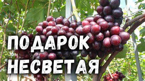 Виноград - Подарок Несветая. - YouTube
