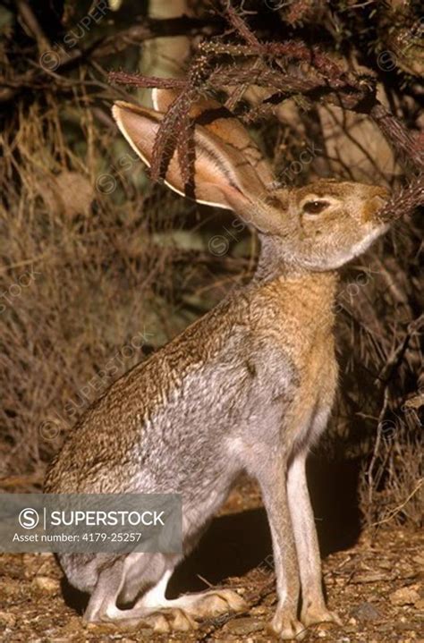 Antelope Jackrabbit (Lepus alleni) Arizona Eating Buckhorn Cactus ...