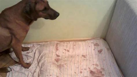 Течка у собак 🐶: продолжительность, стадии течки, периодичность