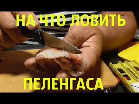 Рыбалка на крупного пеленгаса. Наживка и снасть. - YouTube