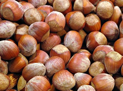 Купить саженцы Фундук Corylus maxima Gustav в Москве с доставкой по ...