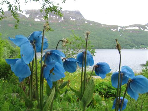 Meconopsis betonicifolia. - plants, & rocks & things