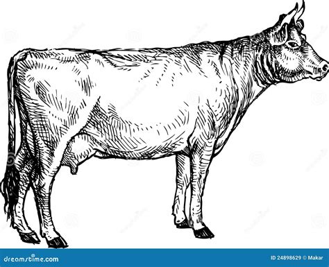 корова иллюстрация вектора. иллюстрации насчитывающей копыта - 24898629