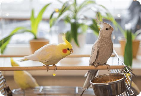 Exploring the Vital Role of Vitamin D for Birds | Vetafarm