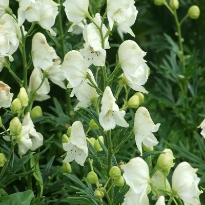 Купить Аконит (Aconitum) с доставкой почтой в интернет-магазине Архиленд