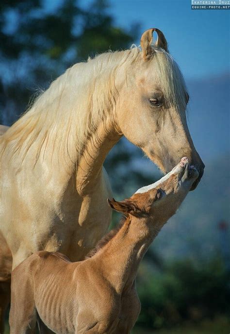,, BEAUTIFUL " | Маленькие жеребята, Лошадиные породы, Любовь лошадей