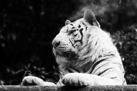 White Tiger Free Stock Photo - Public Domain Pictures