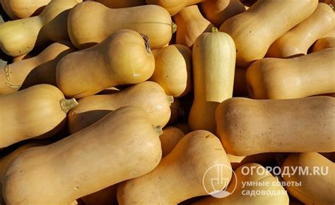 Тыква баттернат: описание сортов, характеристика, фото, морозостойкость ...