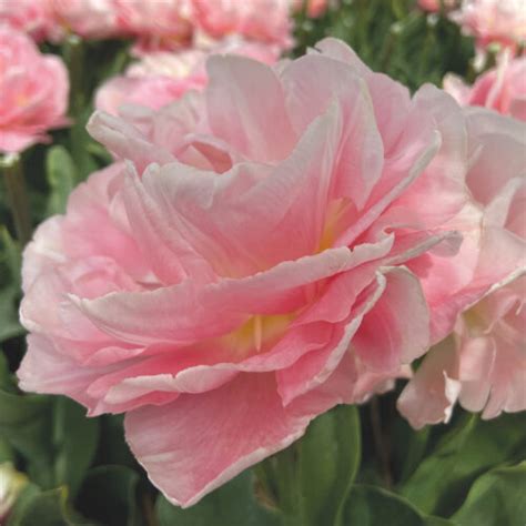 Tulip Dreamer - Bulbs