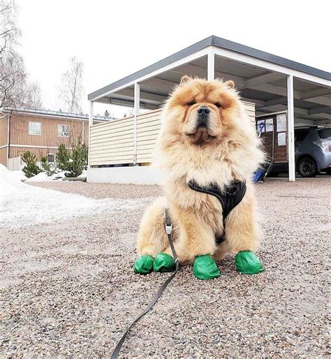 18 фотографий собак породы чау-чау, которых хочется затискать здесь и ...