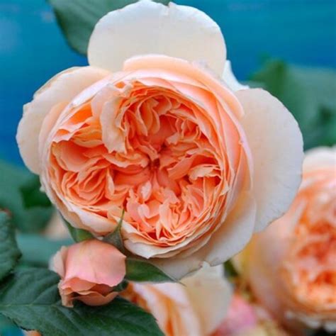 Masora | Roses' Name