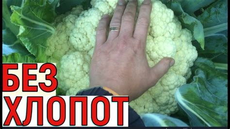 ВЫРАЩИВАНИЕ ЦВЕТНОЙ КАПУСТЫ ОТ СЕМЯН ДО УРОЖАЯ - YouTube