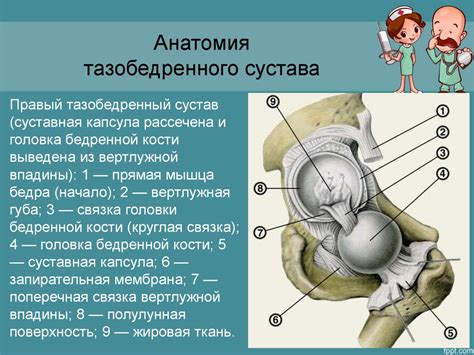 Дисплазии тазобедренных суставов - презентация онлайн