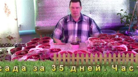 Рассада томатов за 35 дней Часть 2 - YouTube