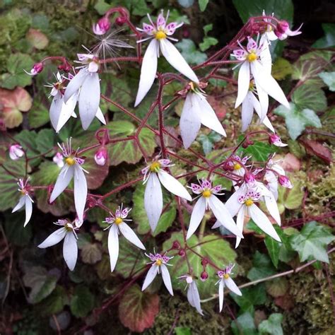 Saxifraga stolonifera | Yougardener