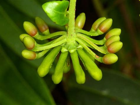 Marcgravia sp., Marcgraviaceae | Flower bud, Plants, Vegetation