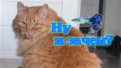 Новая игрушка! - YouTube